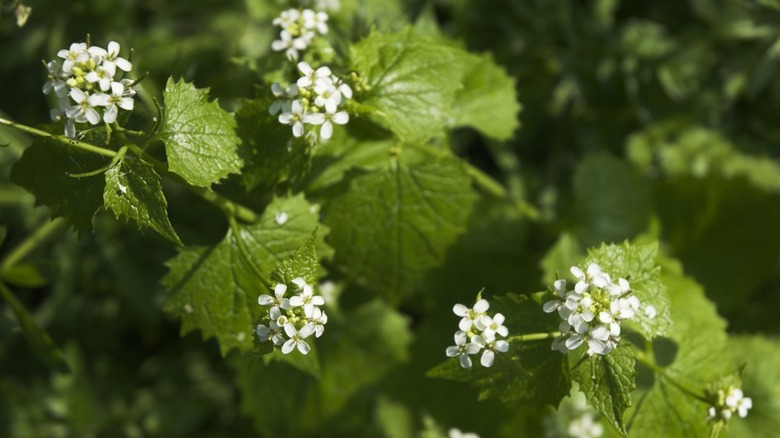 Garlic mustard is the leafy green that's nothing like it sounds