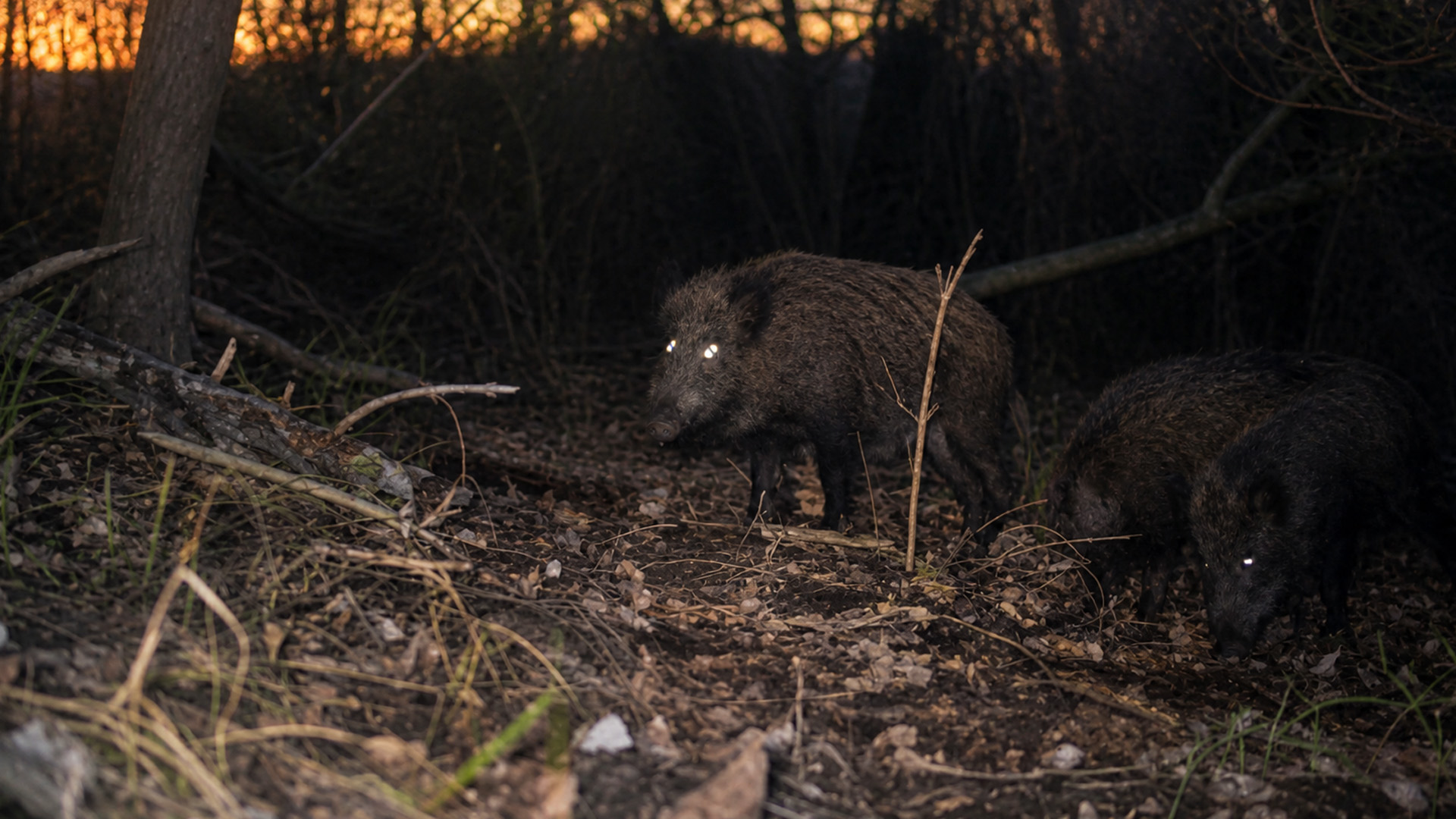 Unexpected visitors captured on this night trail camera