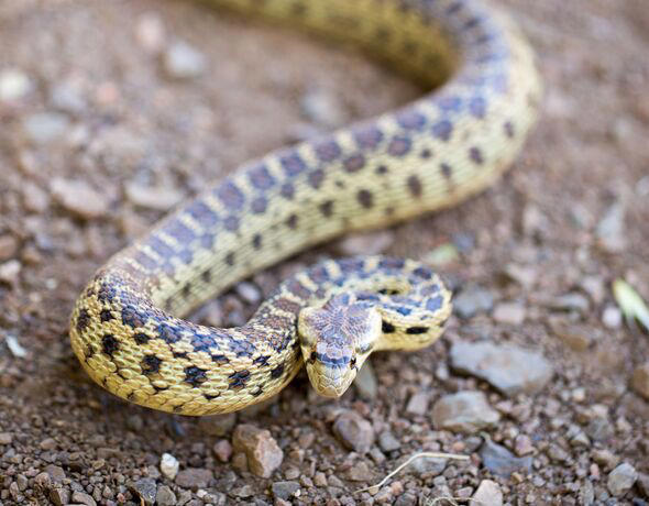 Two dead after influx of rattlesnake bites in California county