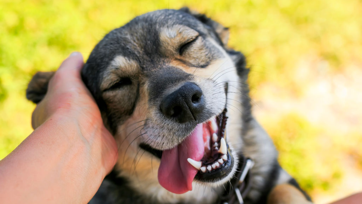 9 things your dog is trying to tell you without barking
