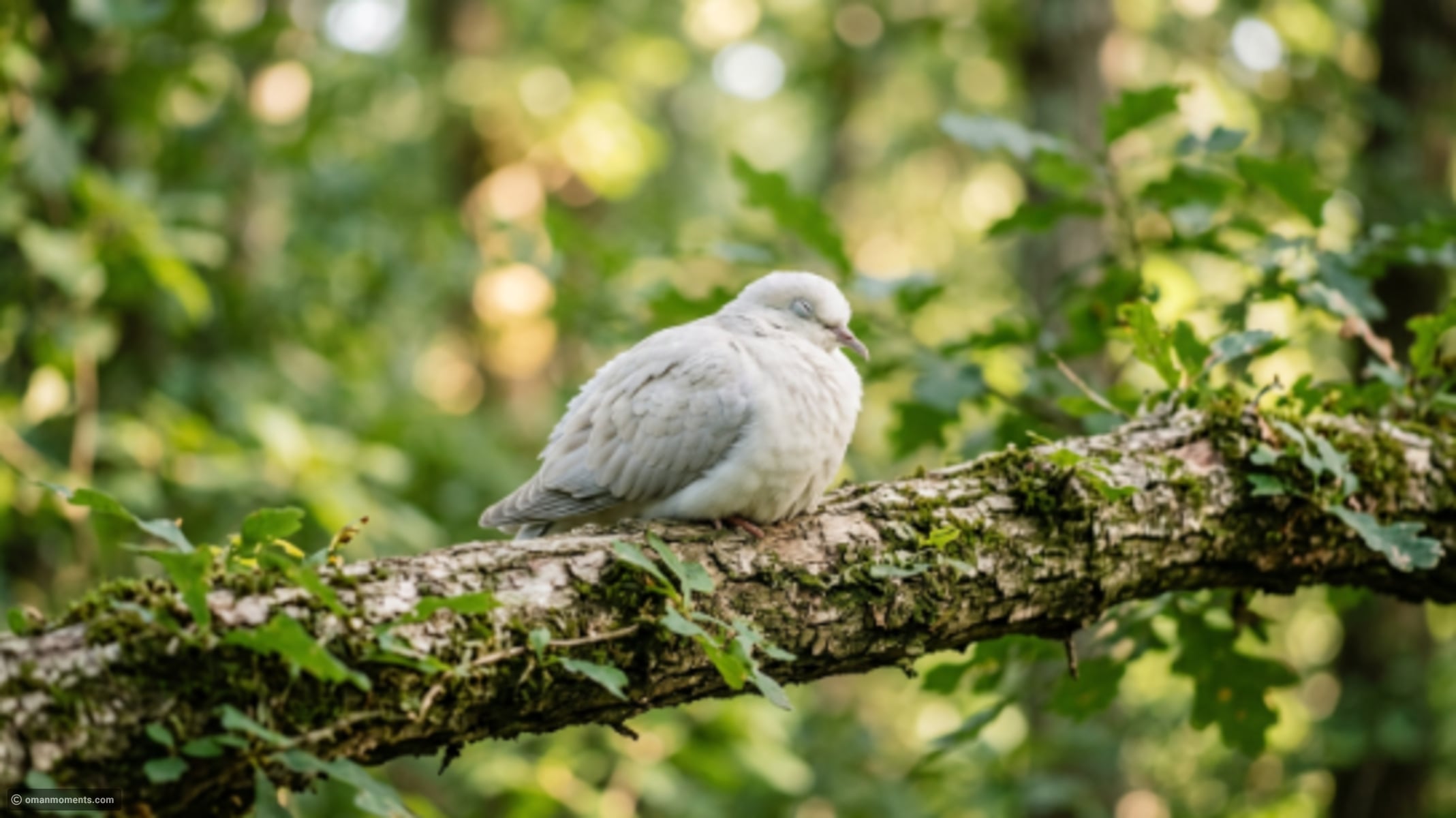 What everyday birds secretly say about your life and mind