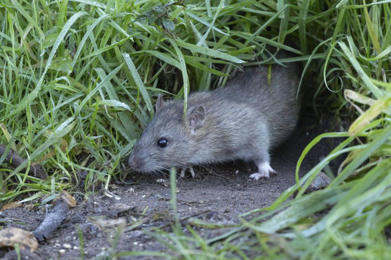 Expert warns rats are invading UK homes in 'ignored underground motorways'