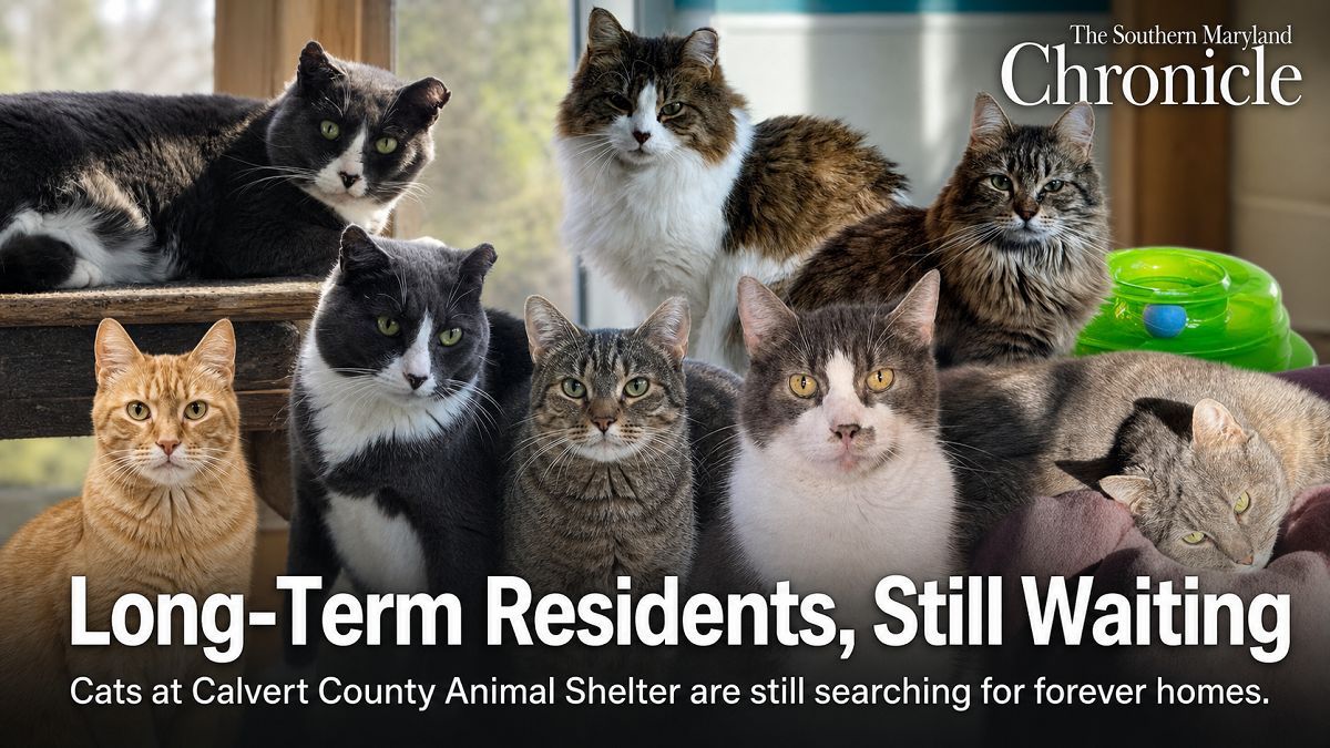 Calvert shelter highlights working cats for adoption