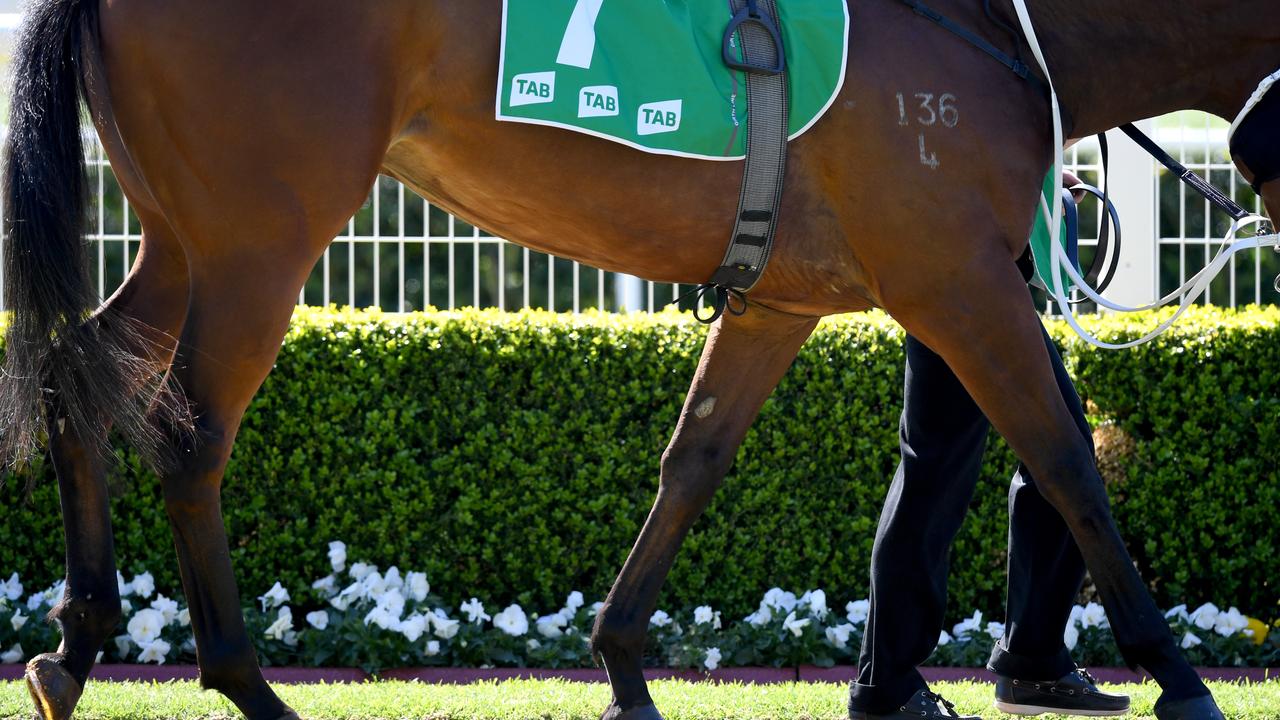 Long faces after barrier blunder in premier horse race