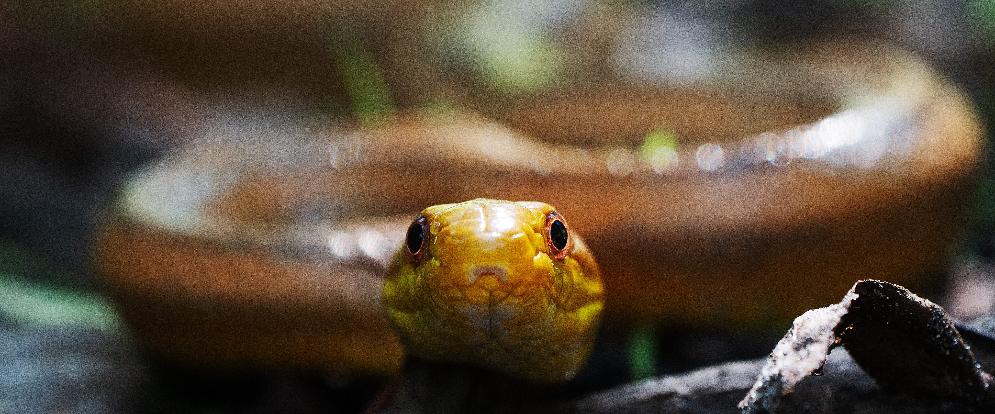 Georgia has 47 snake species. Only a few are venomous