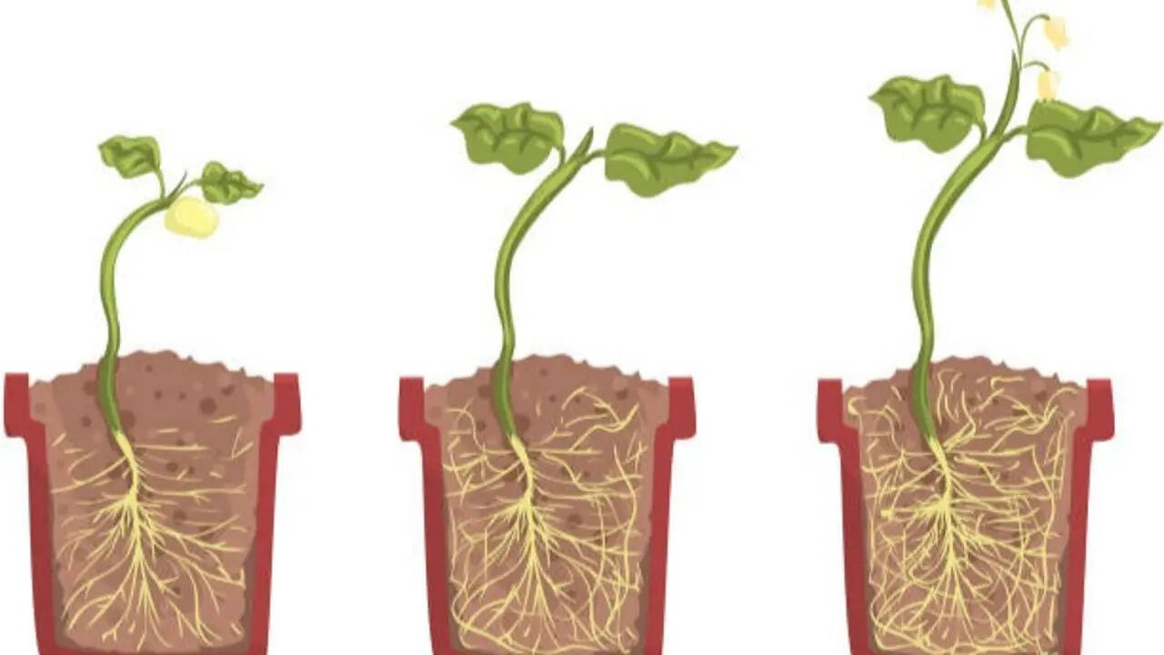 5 reasons your plants are not growing properly