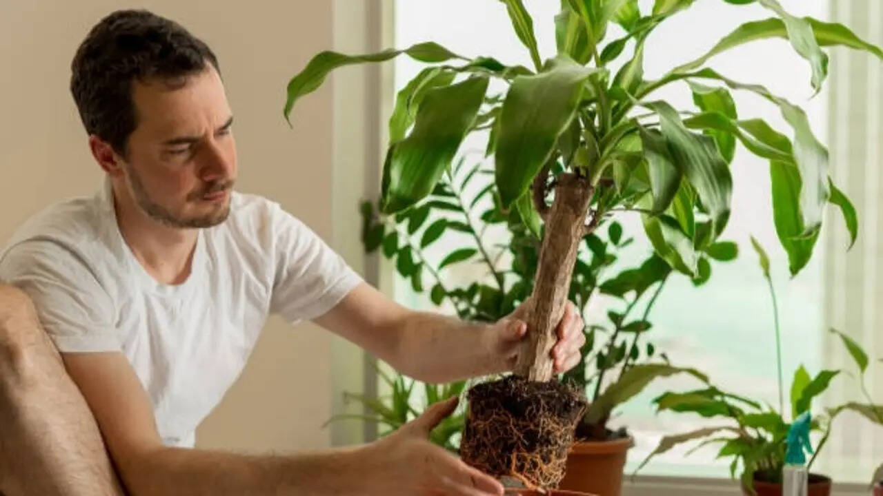 5 reasons your plants are not growing properly