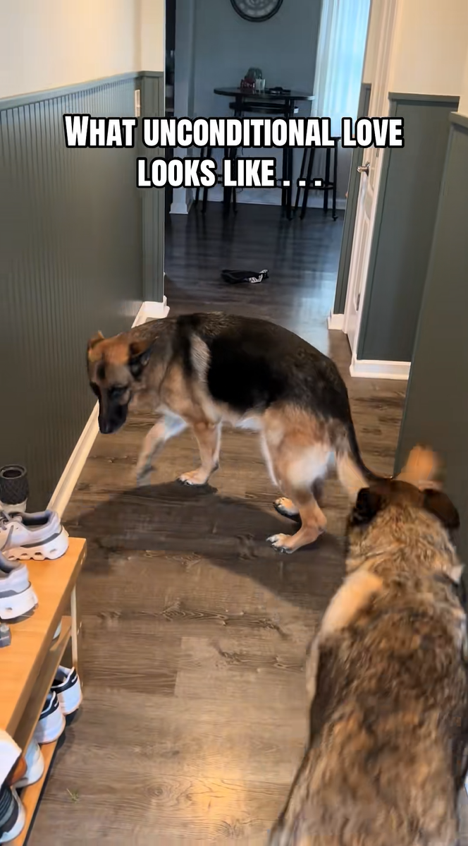She loves me almost as much as she loves my underwear funny dog moment