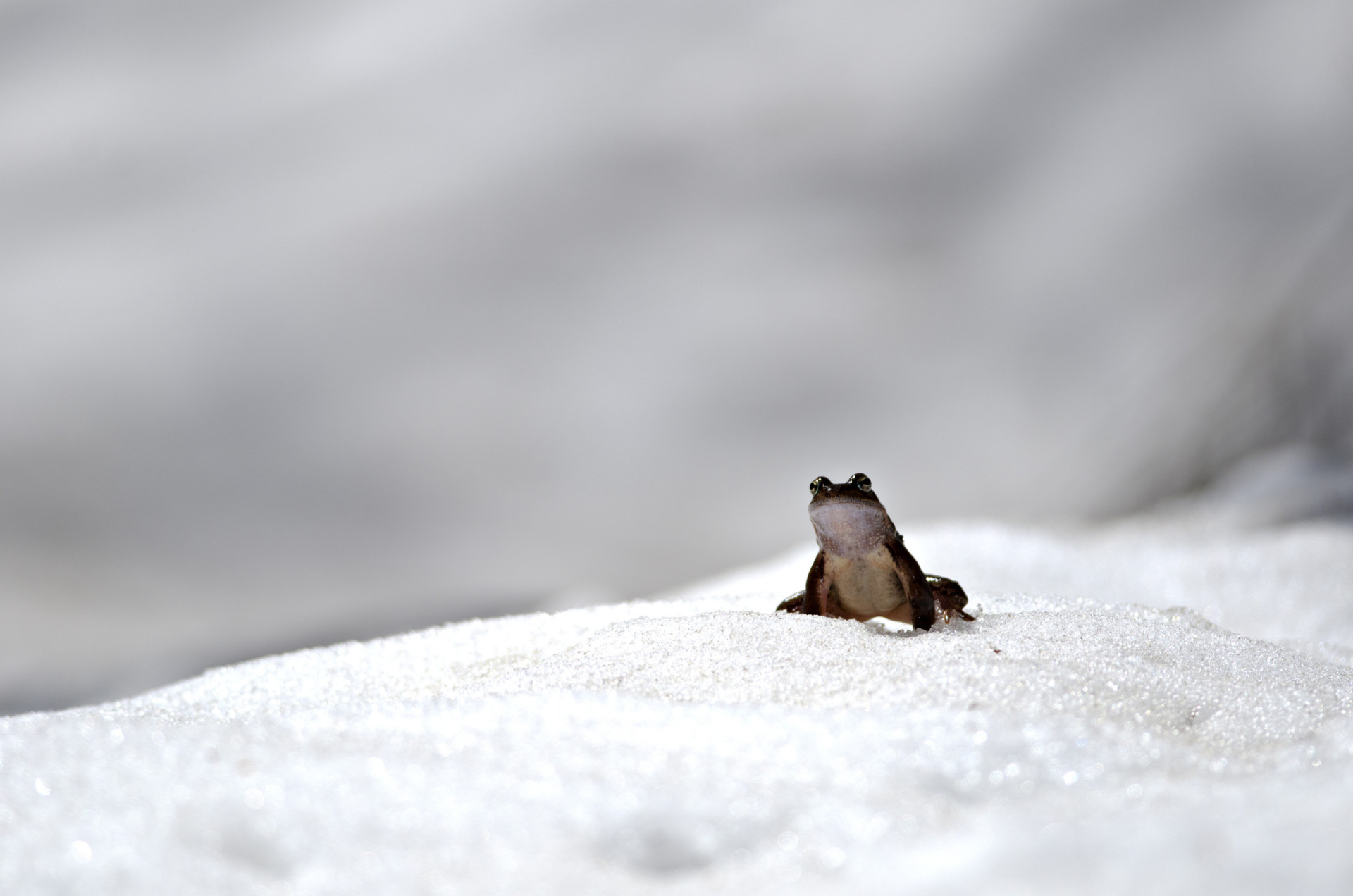 Animals that can survive being frozen
