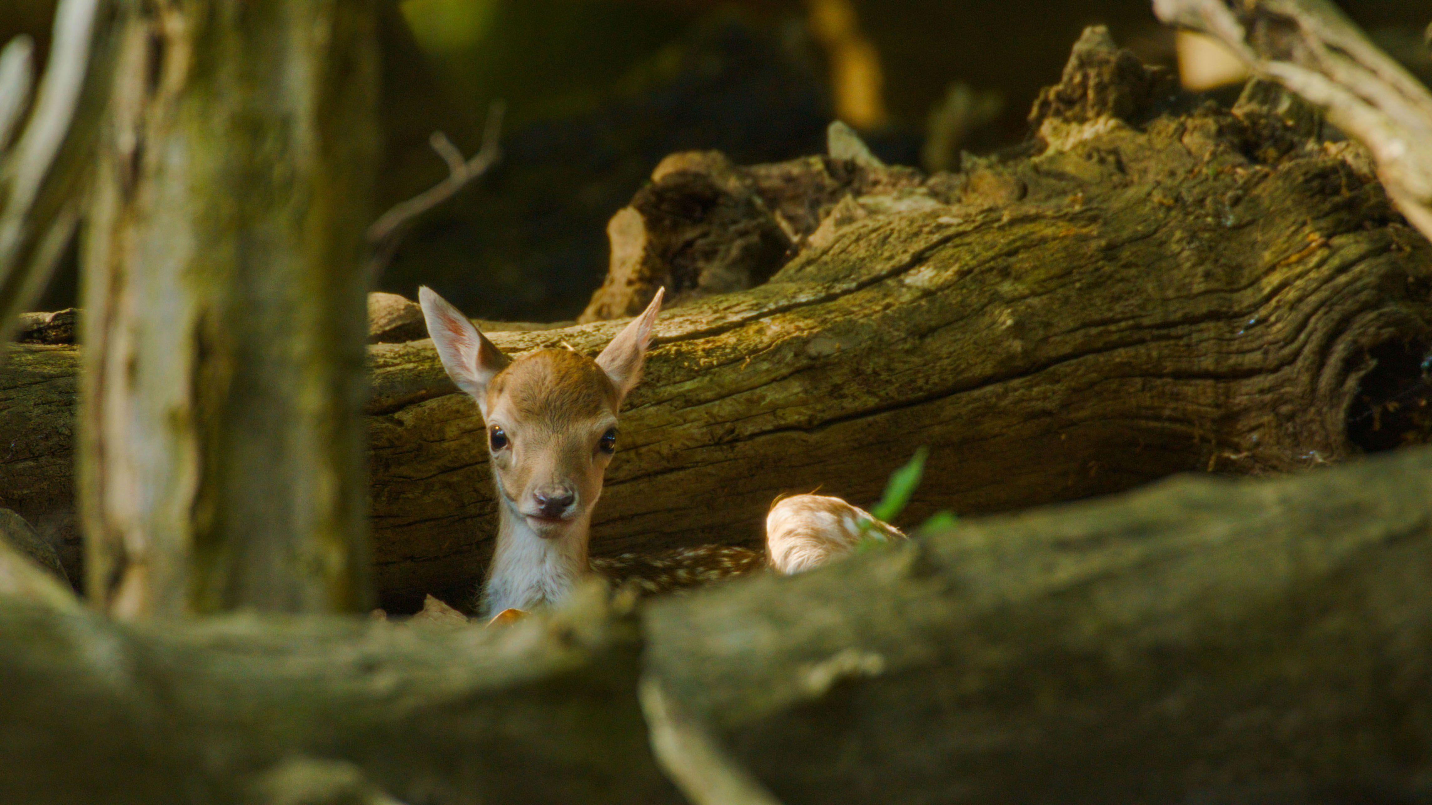 Photographers urged to capture London's wildlife