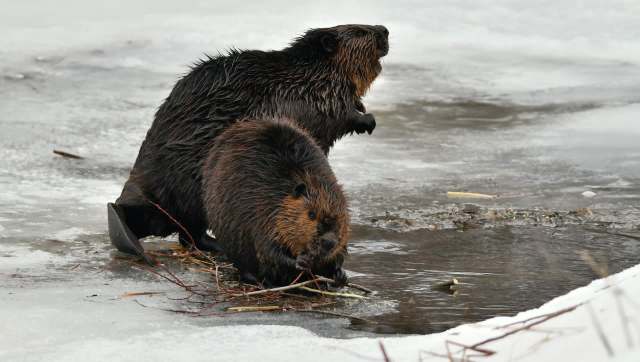 New research details why beavers are working earlier in the year than ...