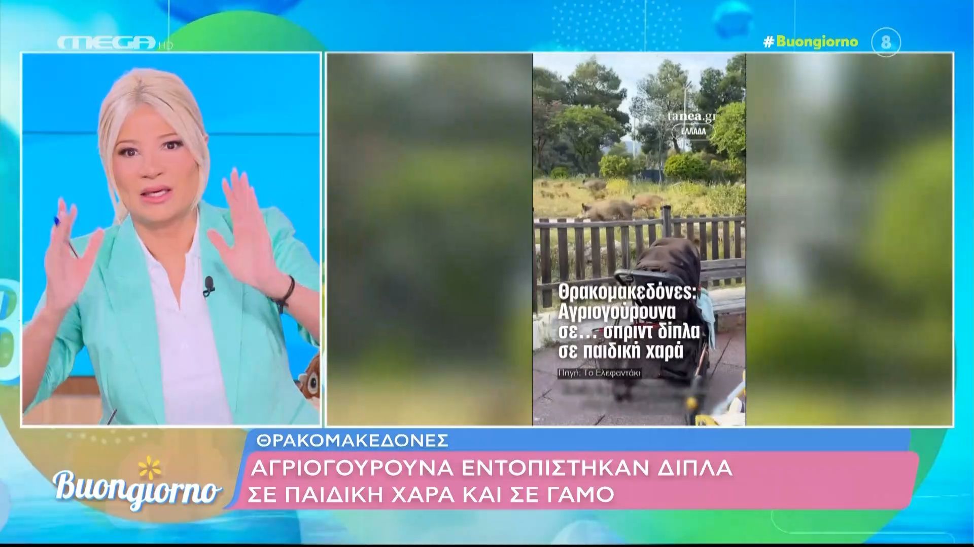 Το σχόλιο της Φ. Σκορδά για τα αγριογούρουνα: «Ευτυχώς δεν έγινε στο ...
