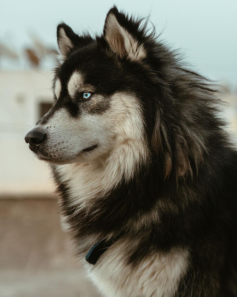 13 dogs that form intense pack bonds with their humans