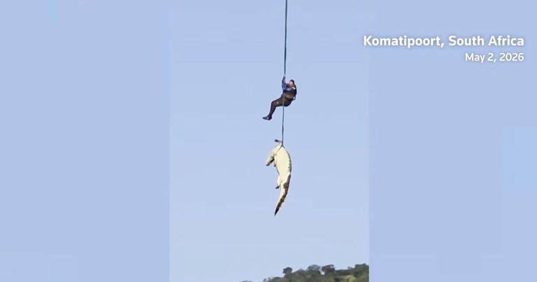 Νότια Αφρική: Αστυνομική επιχείρηση για την αρπαγή κροκόδειλου που ...