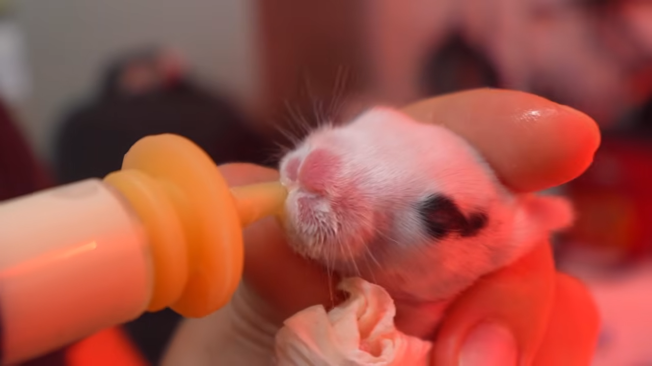 They were left behind - the rescue of newborn baby bunnies