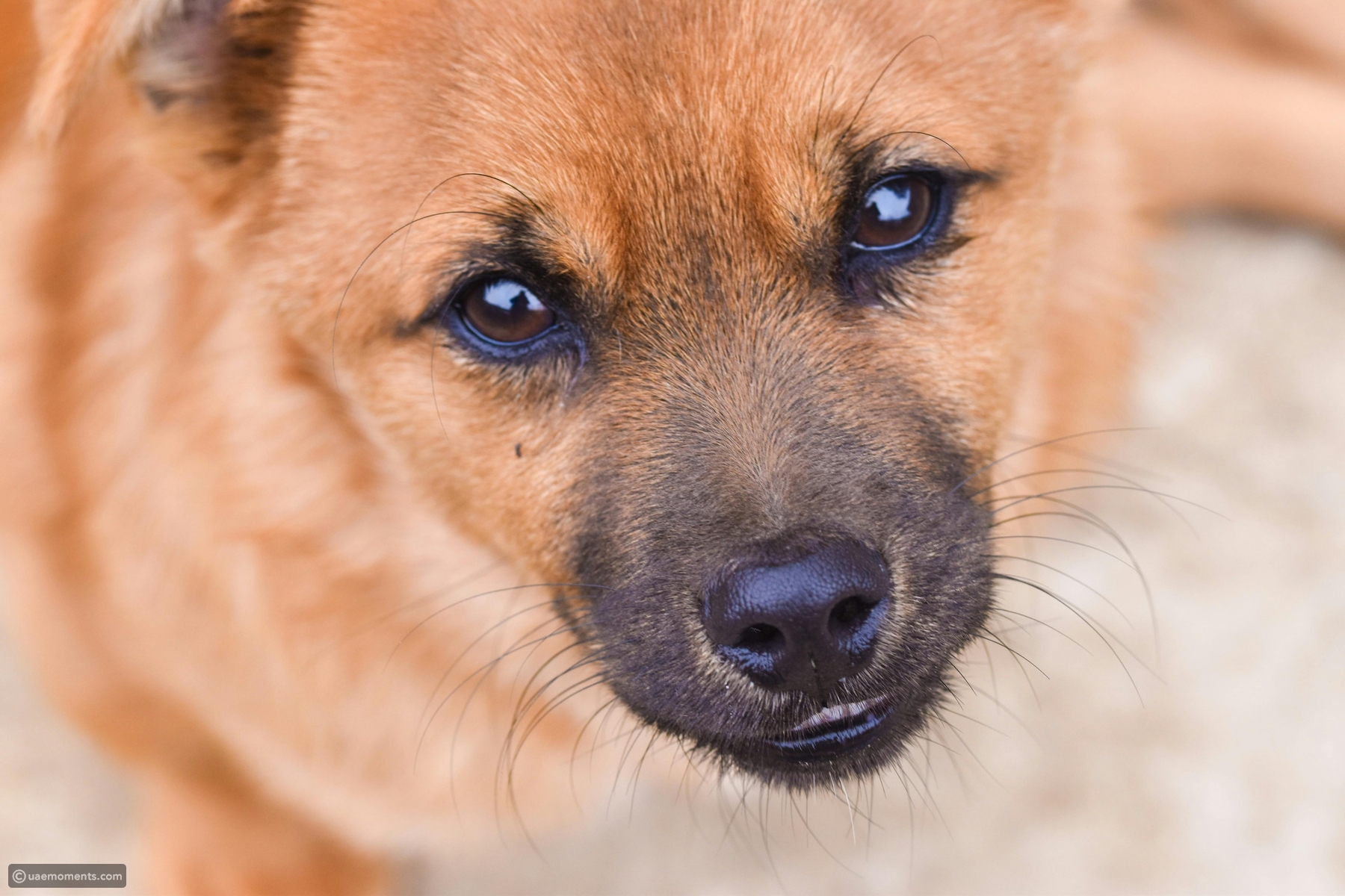 How do I know if my dog is happy? 12 signs of a happy dog