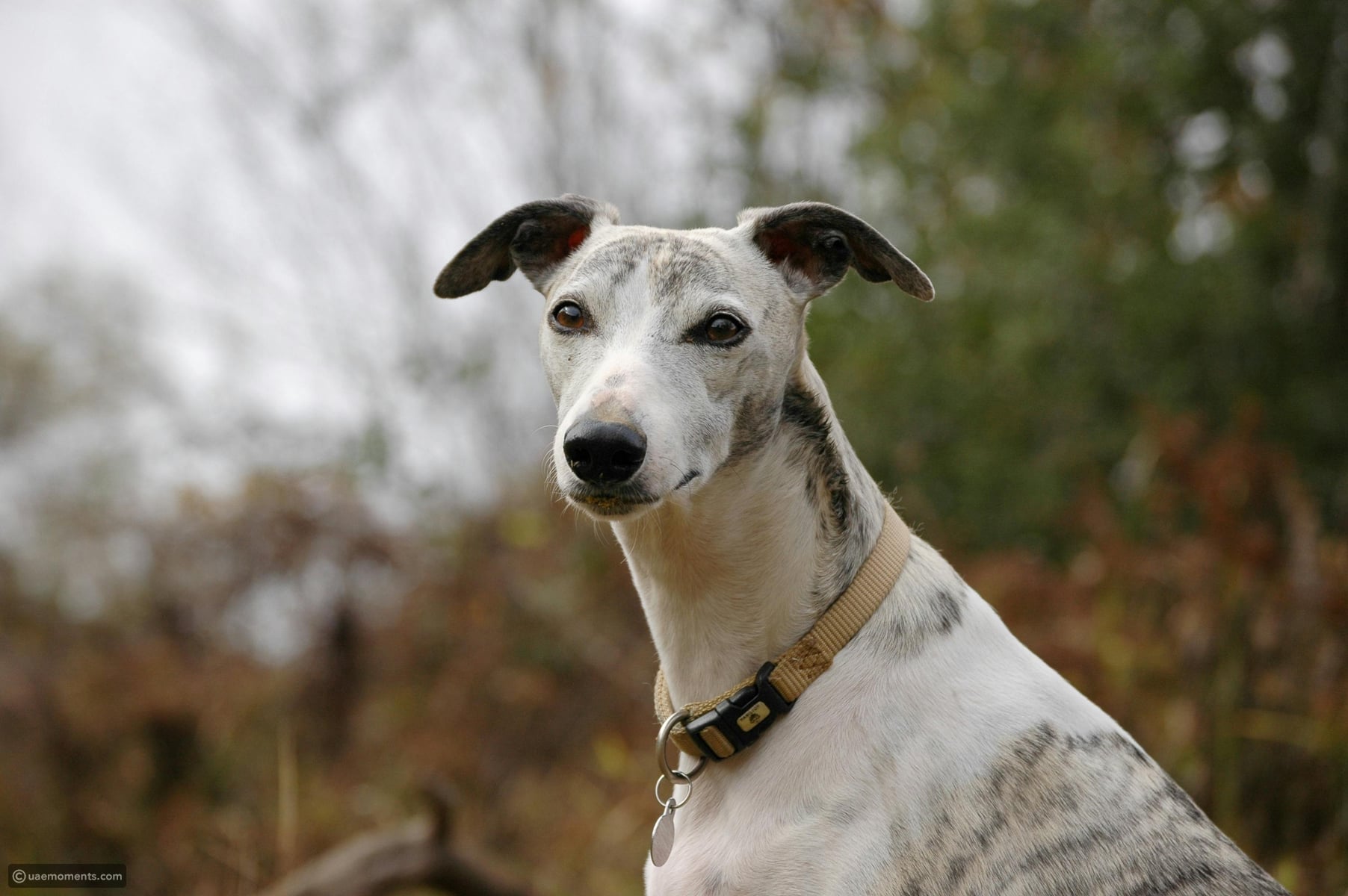 10 rare dog breeds that stand out for their distinct history and character