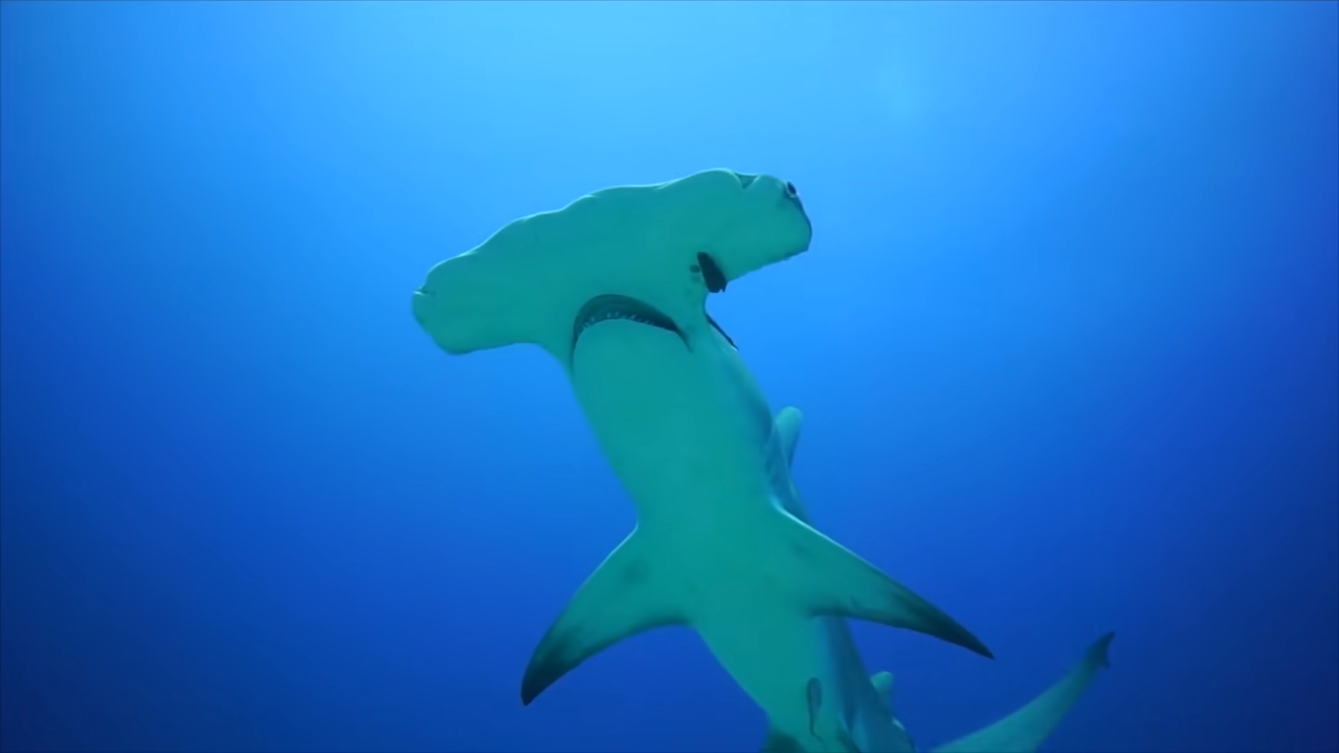 This 6-meter shark uses its head like a sensor array – it tracks everything