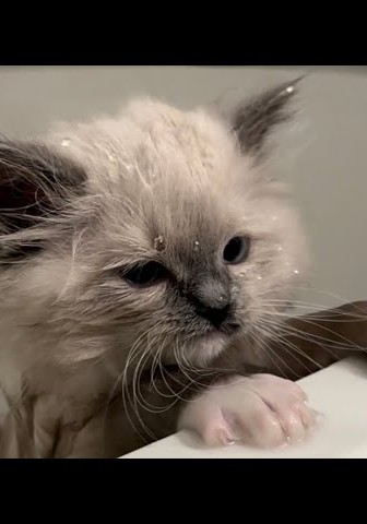 Kittens experience their first bath