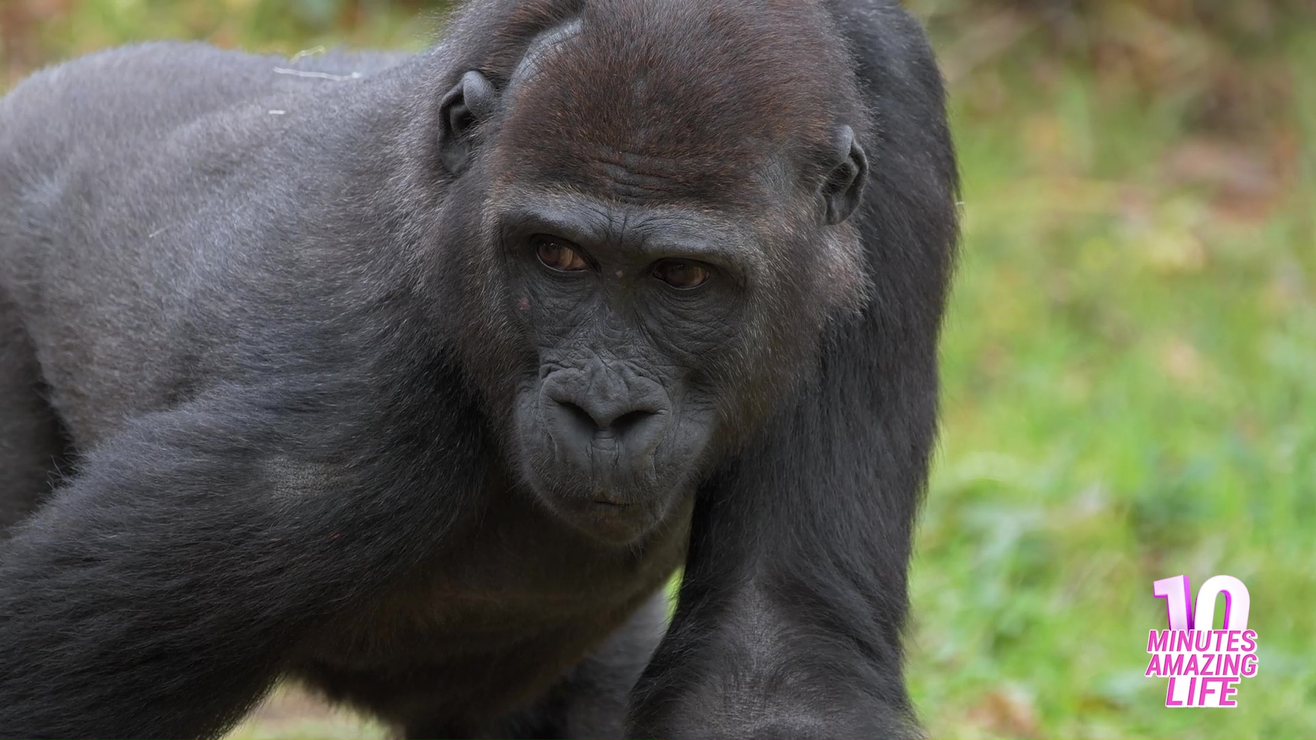 Gorilla shows a surprisingly human-like expression