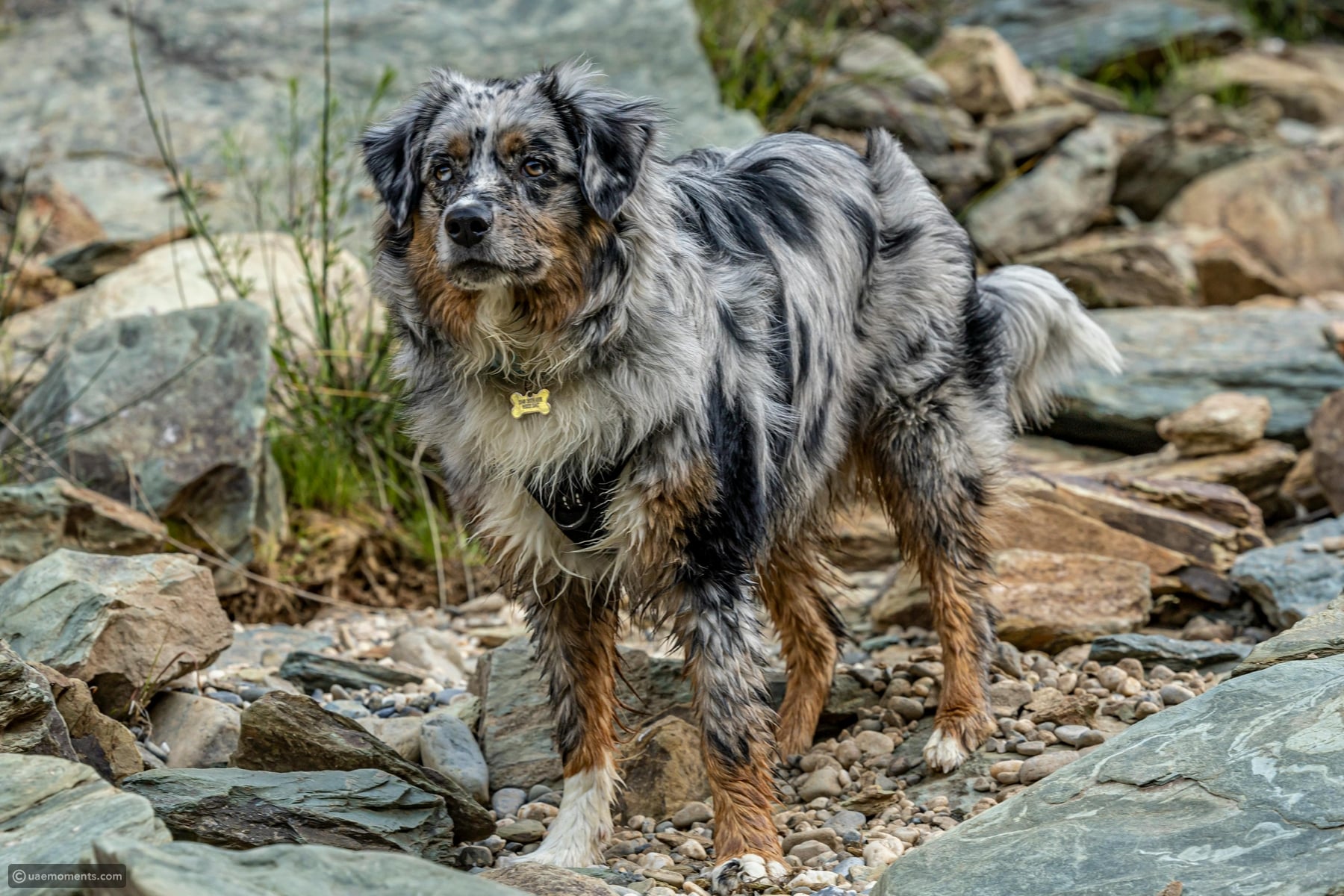 10 rare dog breeds that stand out for their distinct history and character