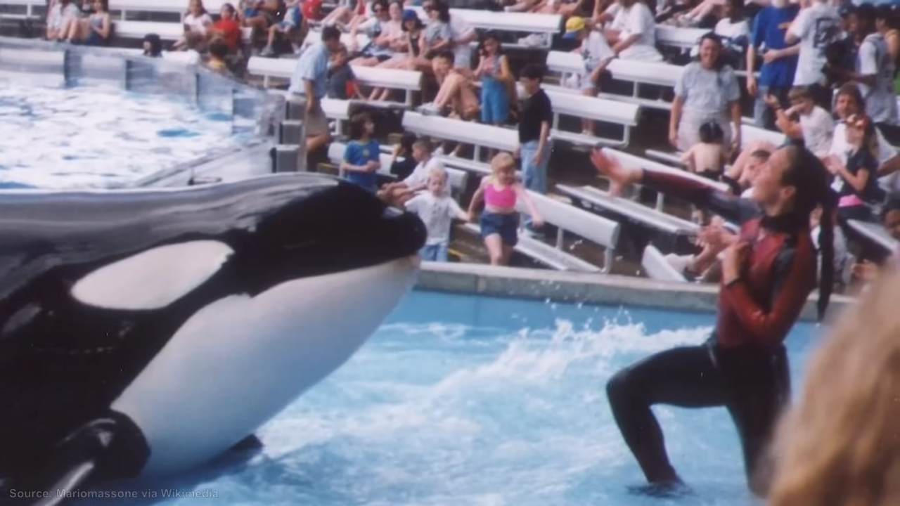 The killer whale finished the show - then he pulled his trainer into ...