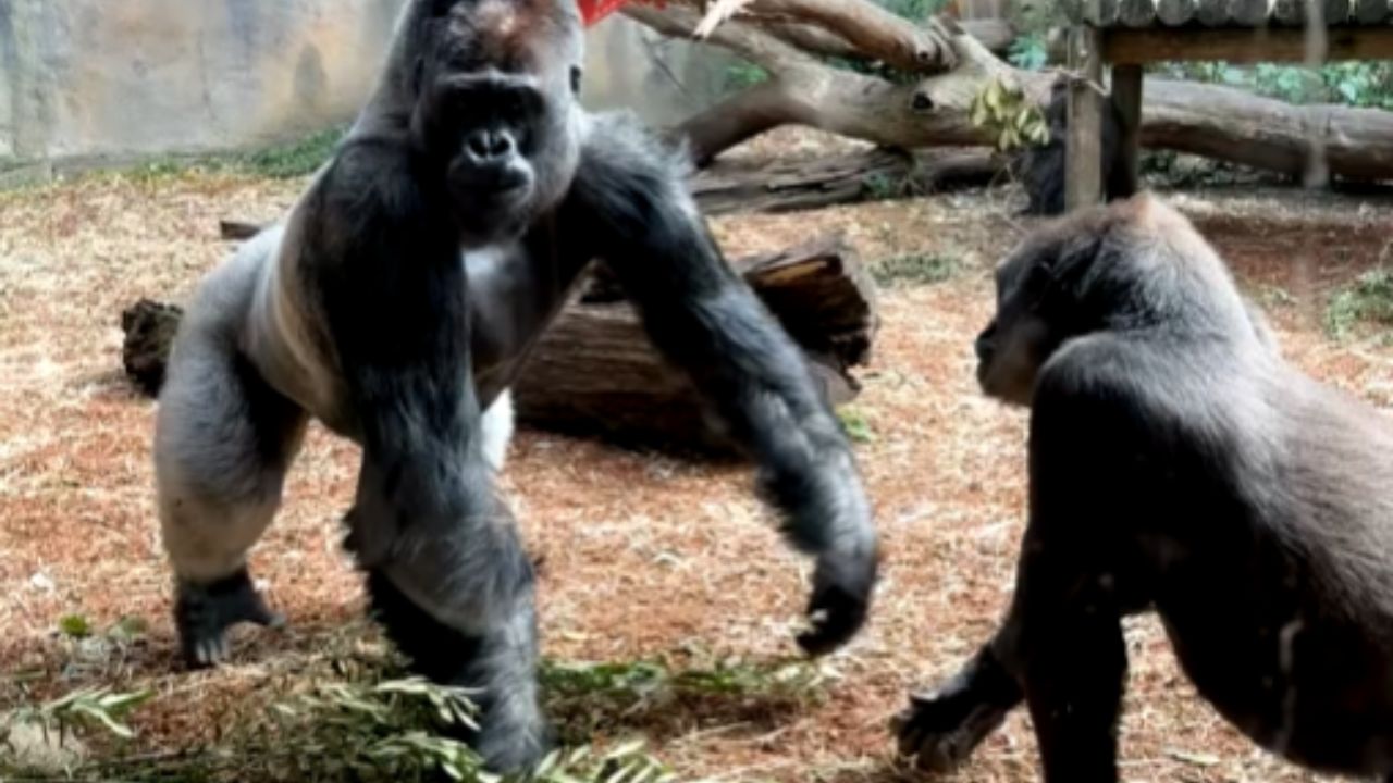 Gorilla pair moves through habitat before mating in public exhibit area