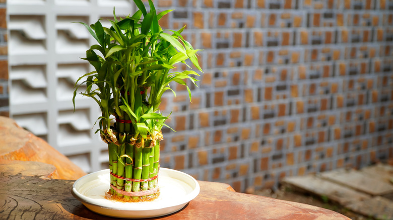 How to take care of bamboo: Must-know tips for happy and healthy plants