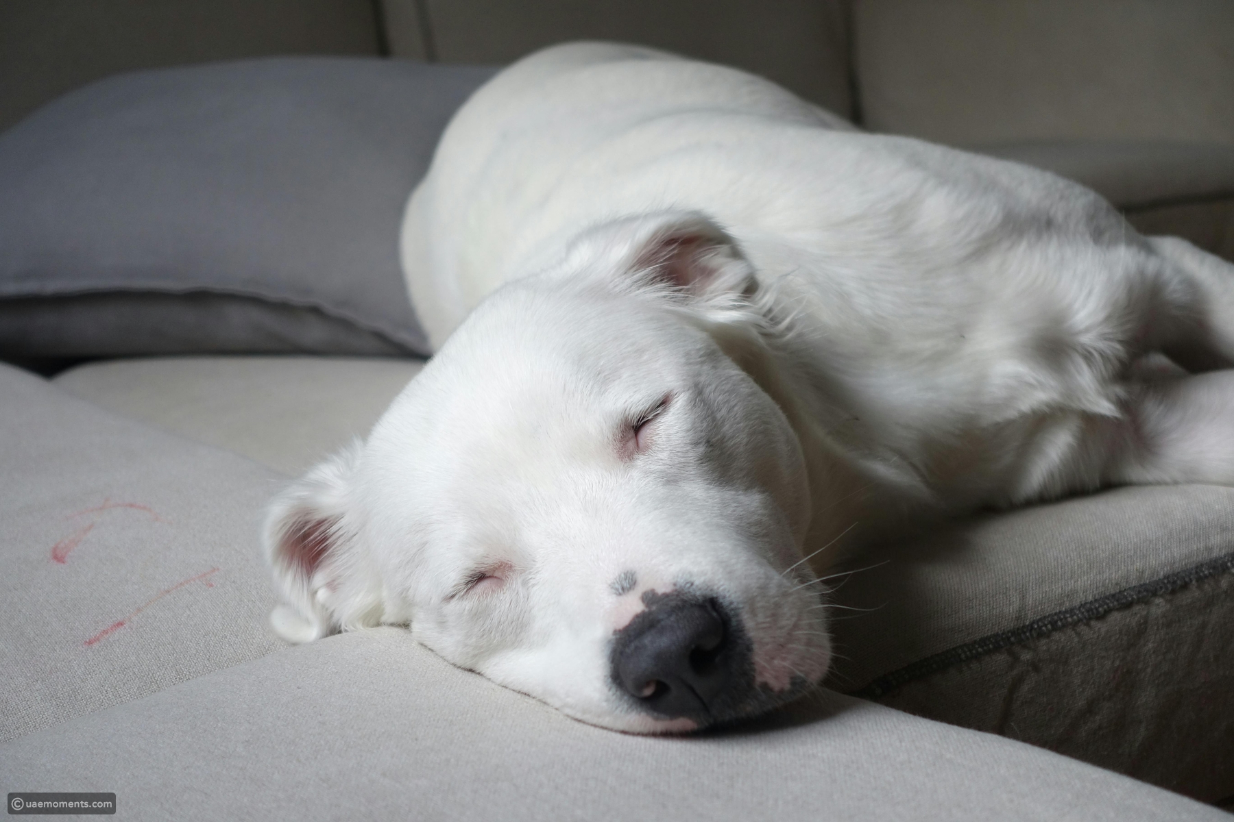How do I know if my dog is happy? 12 signs of a happy dog