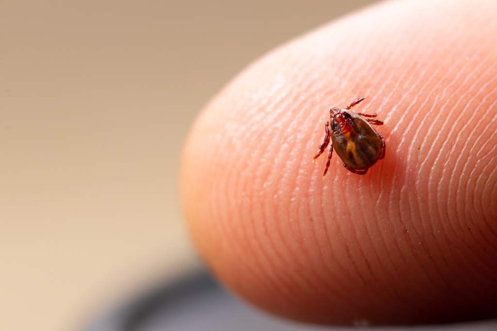 Tick season returns to Saskatchewan