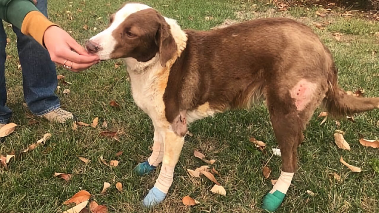 When a dog’s family left her behind in a wildfire, she faced a ...
