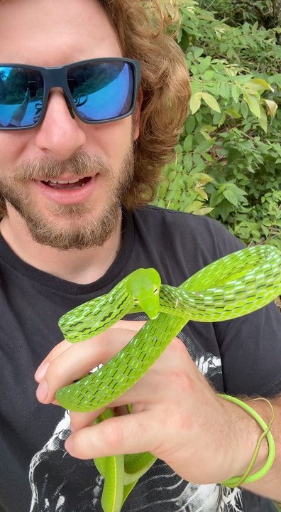 Cranky vine snake!