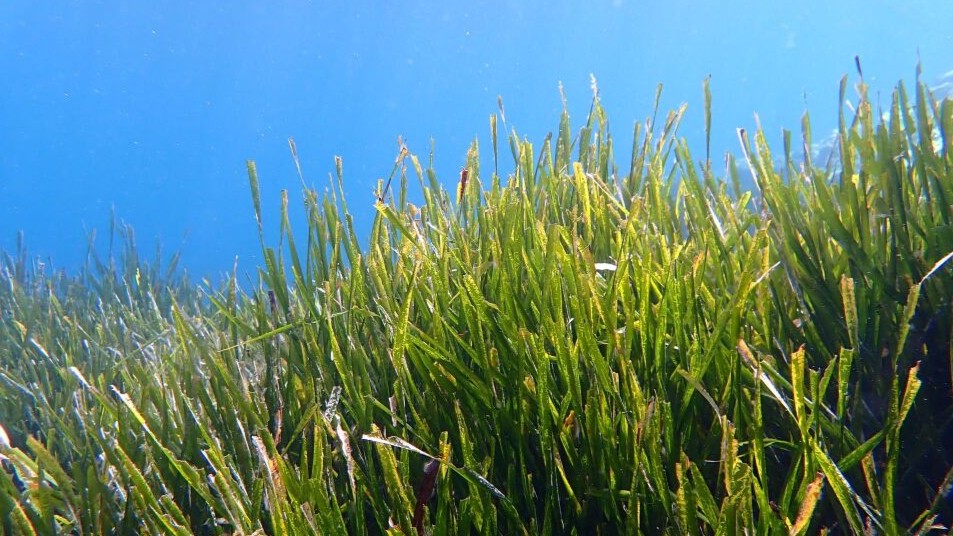 Seaweed was called a climate “miracle” - then scientists found a problem
