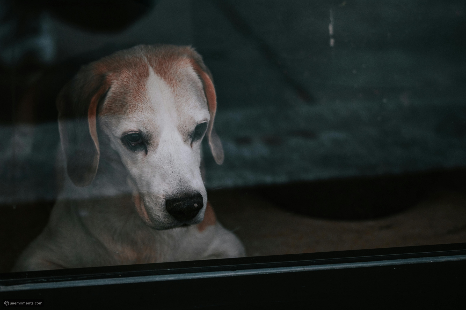 How do I know if my dog is happy? 12 signs of a happy dog
