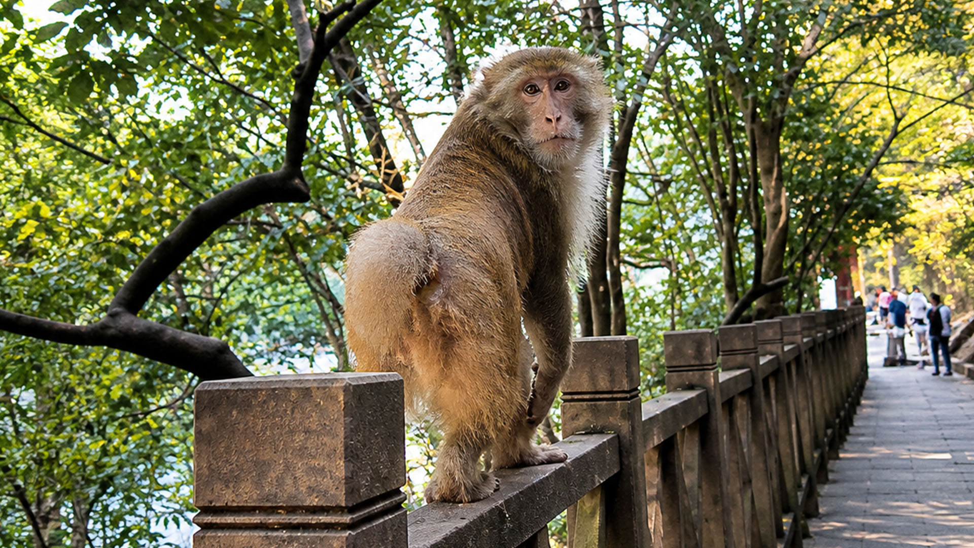A monkey runs quickly while someone tries to chase it