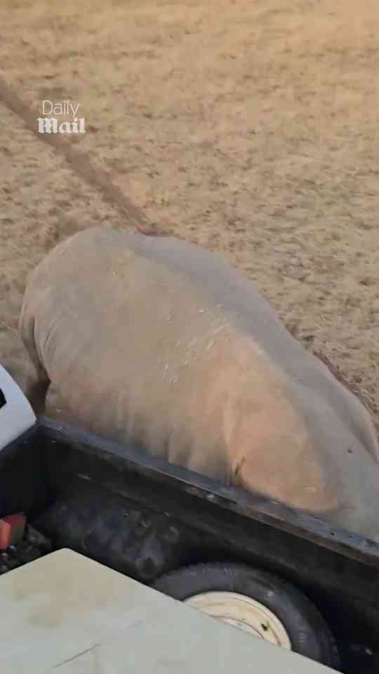 Rhino charges and damages vehicle after waking from sedation