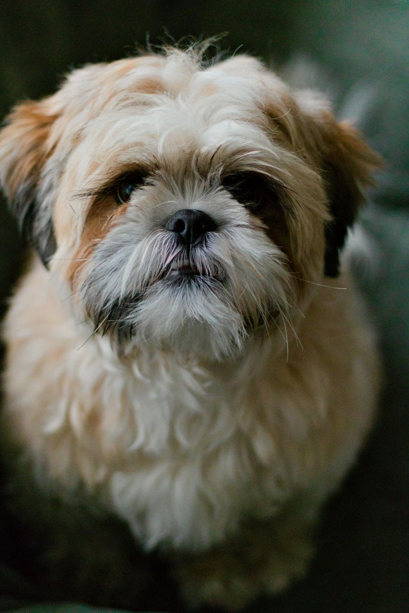 15 perfect dog breeds for a calm and enjoyable life after 55