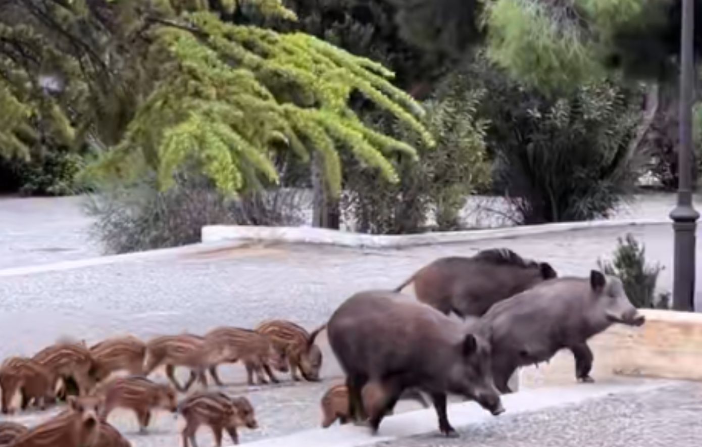 Αγριογούρουνα εισέβαλαν οικογενειακώς σε γάμο στους Θρακομακεδόνες ...