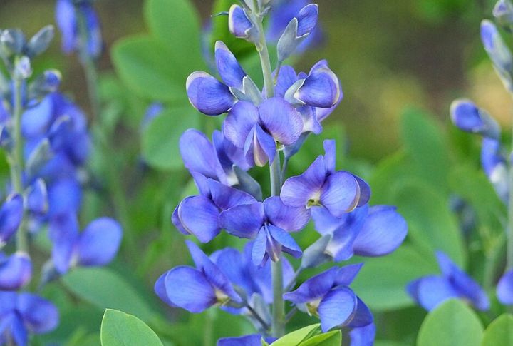 10 plants that carry the spirit of Black culture forward