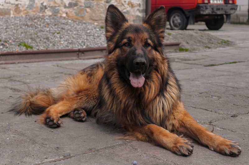 Stop calling it protective – 15 breeds that get rewarded for the wrong ...