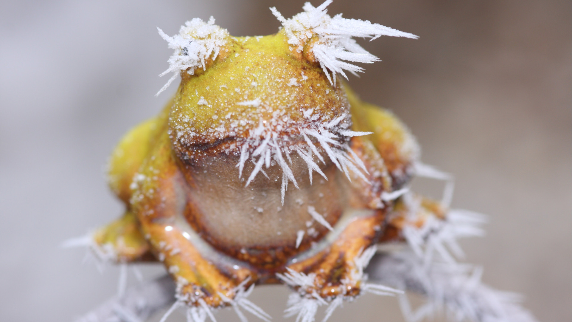 Animals that can survive being frozen