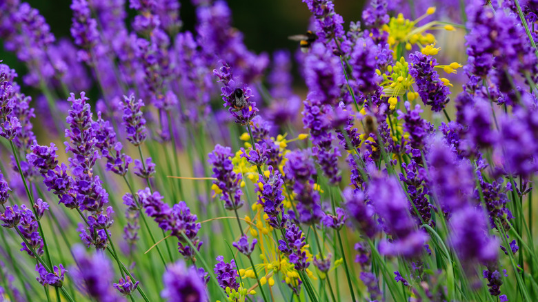 These 15 colorful perennials are the perfect border plants for your ...