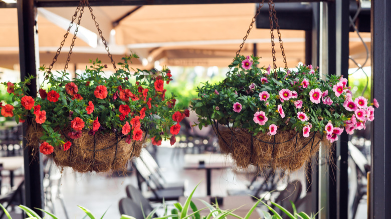 Extend the life of hanging basket flower blooms with an affordable item ...