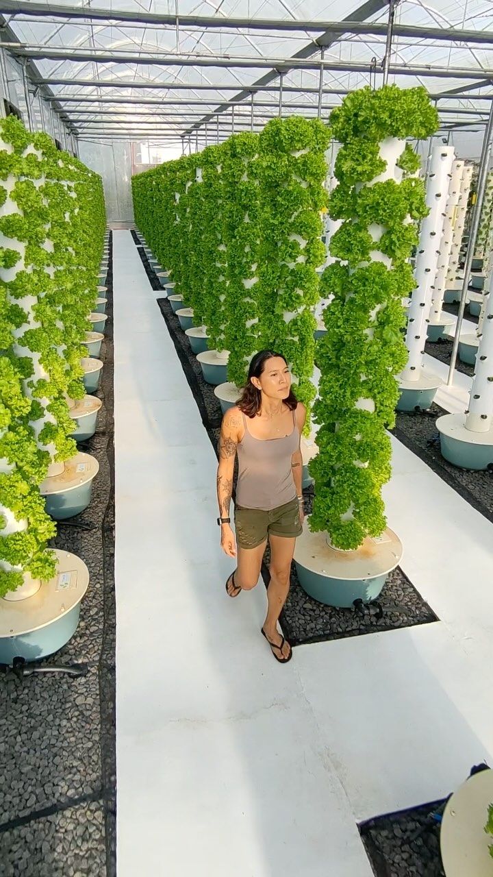 I'm so happy to see our aquaponics side is finally producing leafy greens!