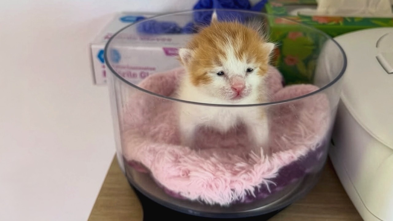 4-day-old kitten was found all alone - until someone decided to save her