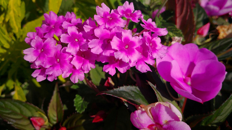 These 15 colorful perennials are the perfect border plants for your ...