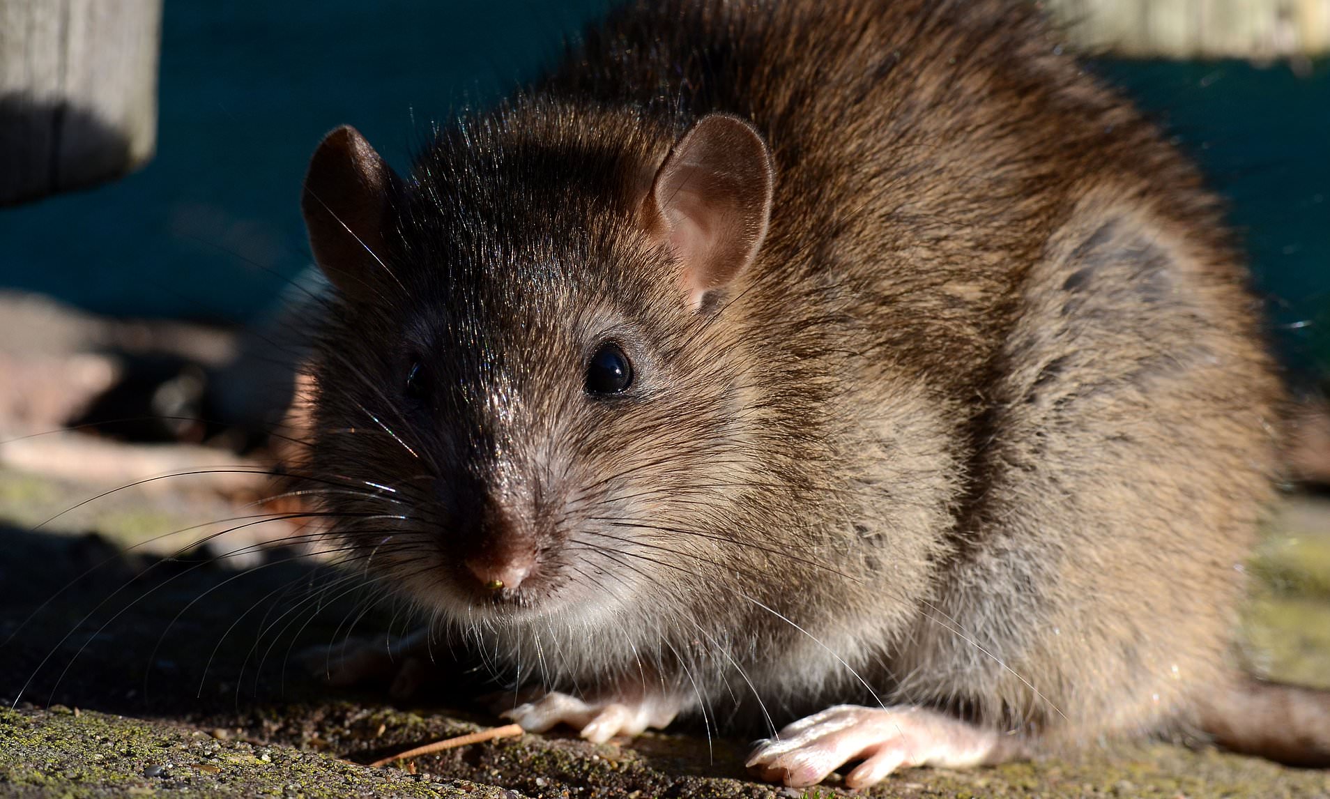What is hantavirus? Symptoms of 'rat virus' that has killed three and ...