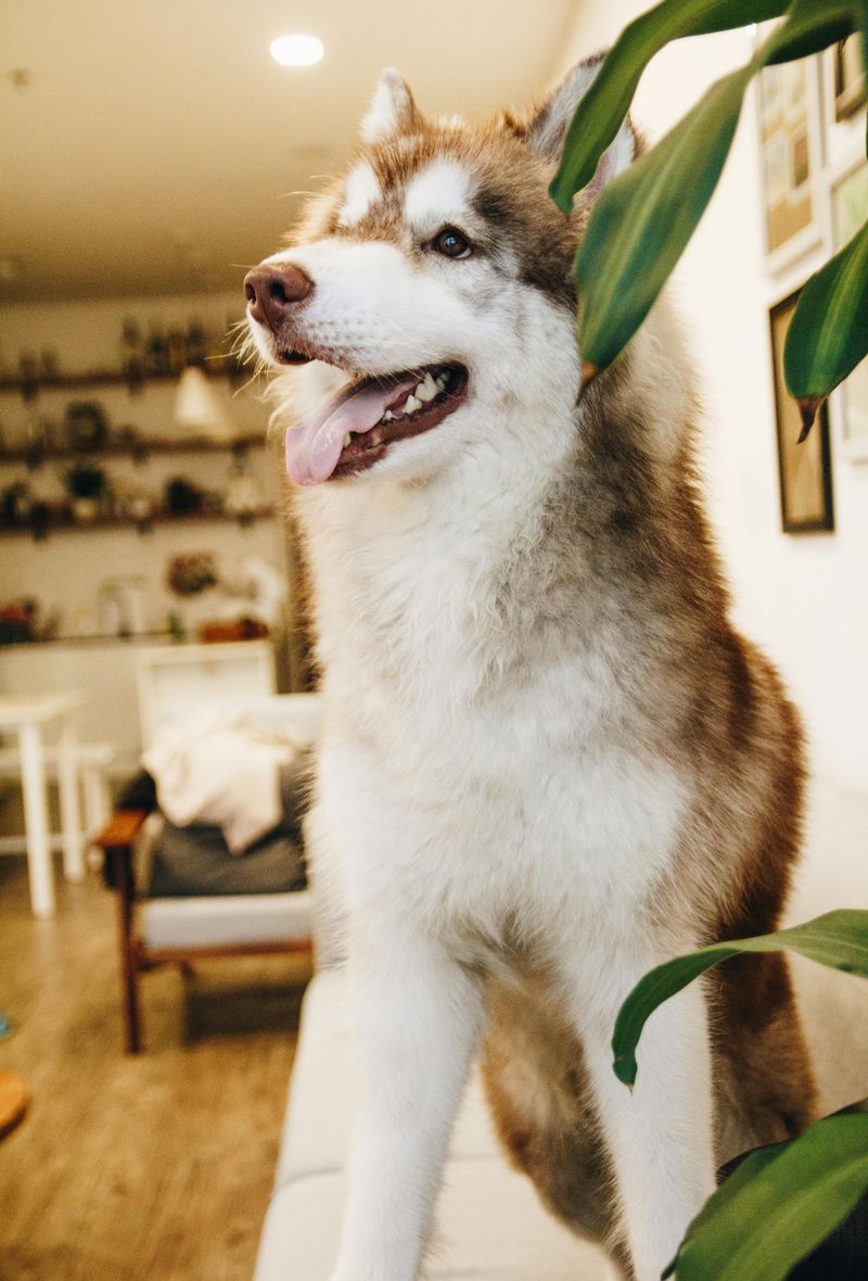 13 dogs that form intense pack bonds with their humans