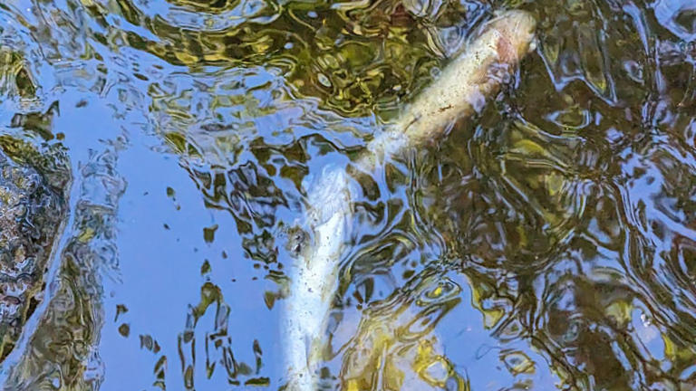 Fish, eels and birds killed in suspected river pollution incident