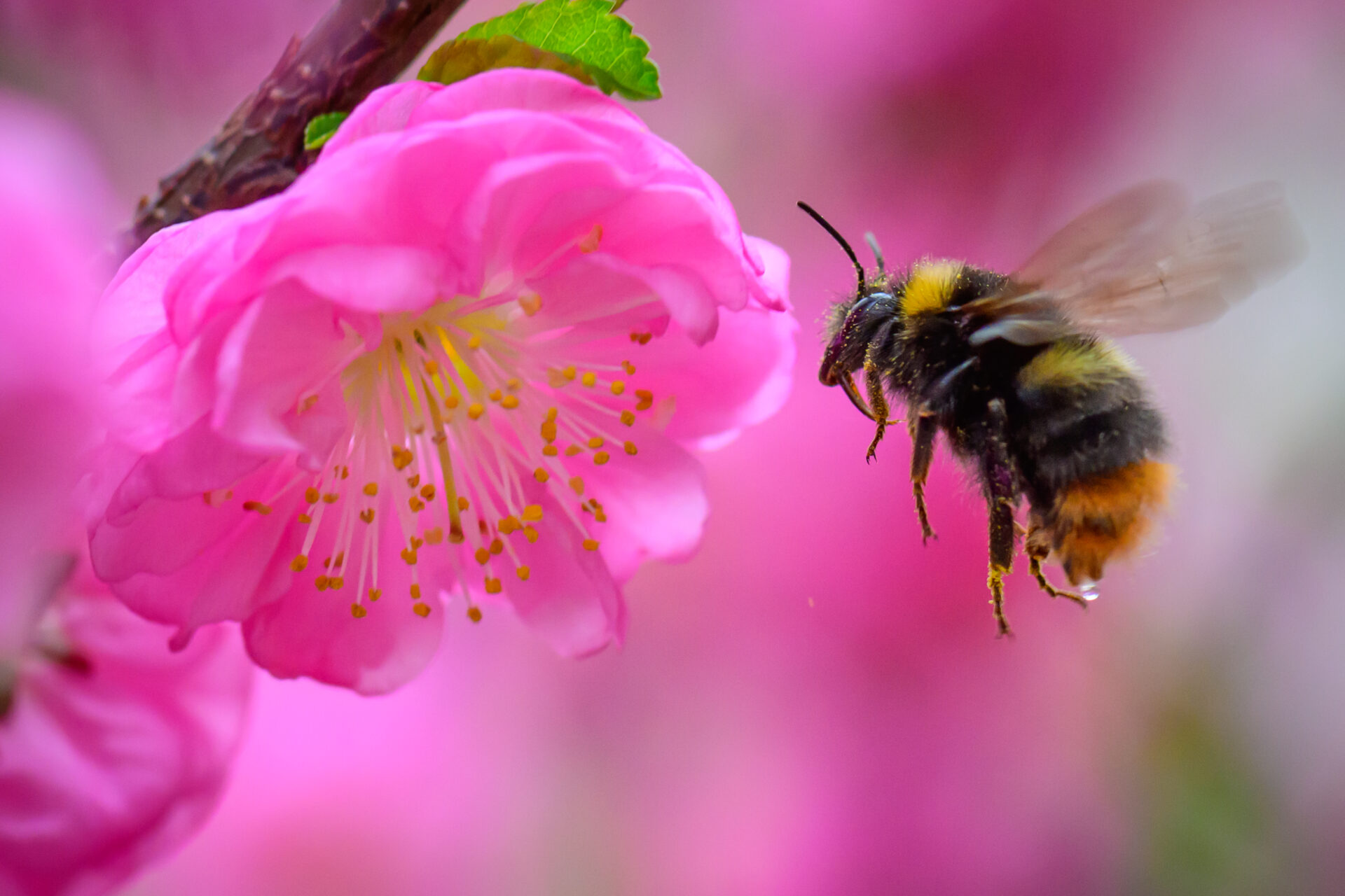 What do bees have to do with hurricanes?